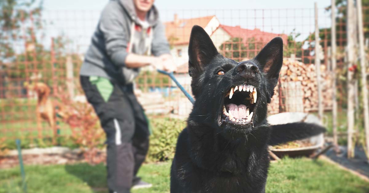 Maryland Dog Bite Lawyers - Zirkin and Schmerling