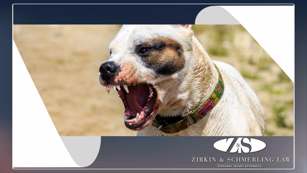 What Are My Rights if I Get Bit By a Dog?