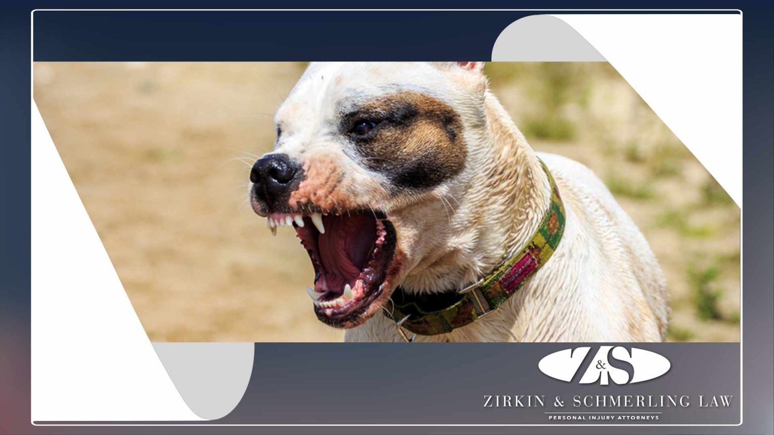 What Are My Rights if I Get Bit By a Dog?